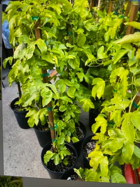 Large Vines . These Are Fruiting or Have Fruited in Past. - Etsy