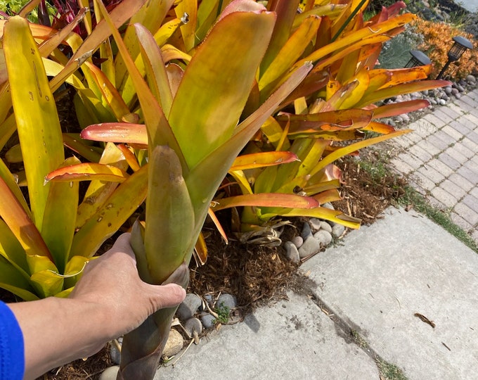 Orange Bromeliad Aechmea Blanchetiana 'red Raspberry ' FULL SUN Giant ...