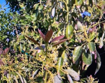 Carmen Avocado | Etsy