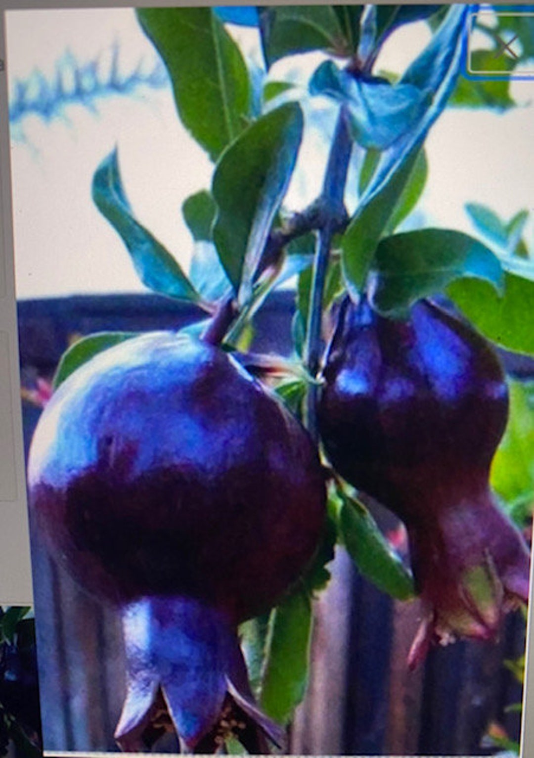 RARE Black Pomegranate Tree Organic 3 Feet Tall - Etsy