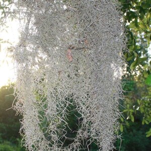 Live Spanish Moss. Beautiful Air Plant Decor Indoors or Outdoors. - Etsy