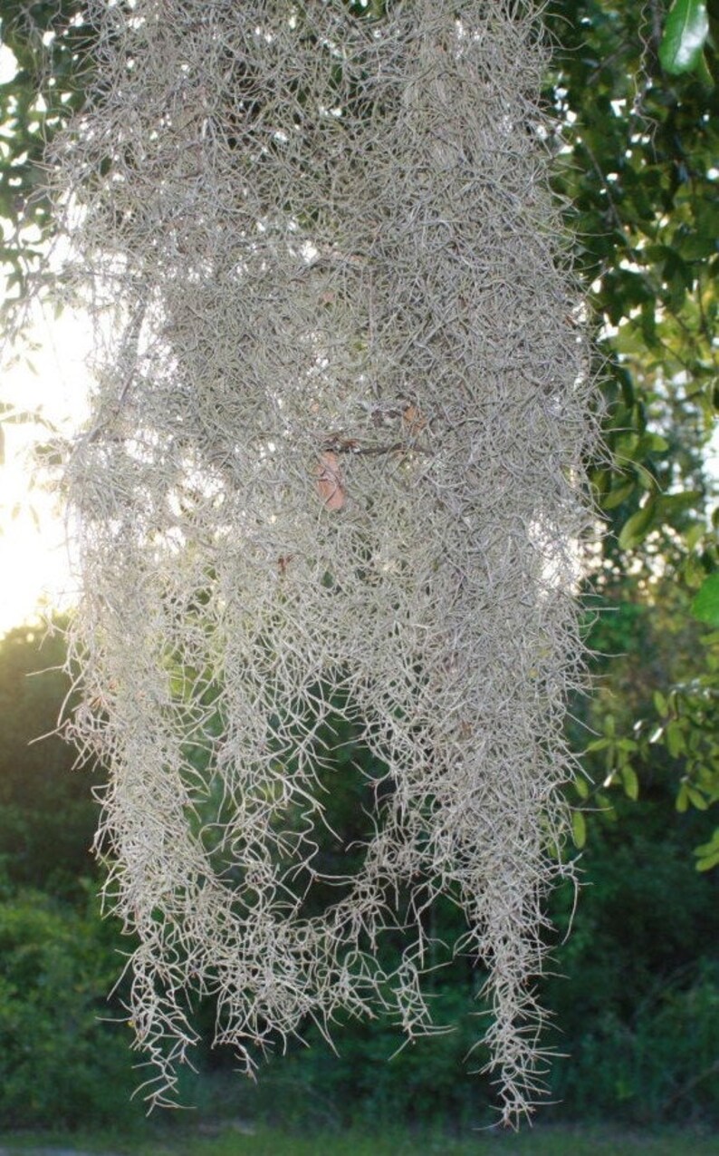 Live Spanish Moss. Beautiful Air Plant Decor Indoors or Outdoors. - Etsy