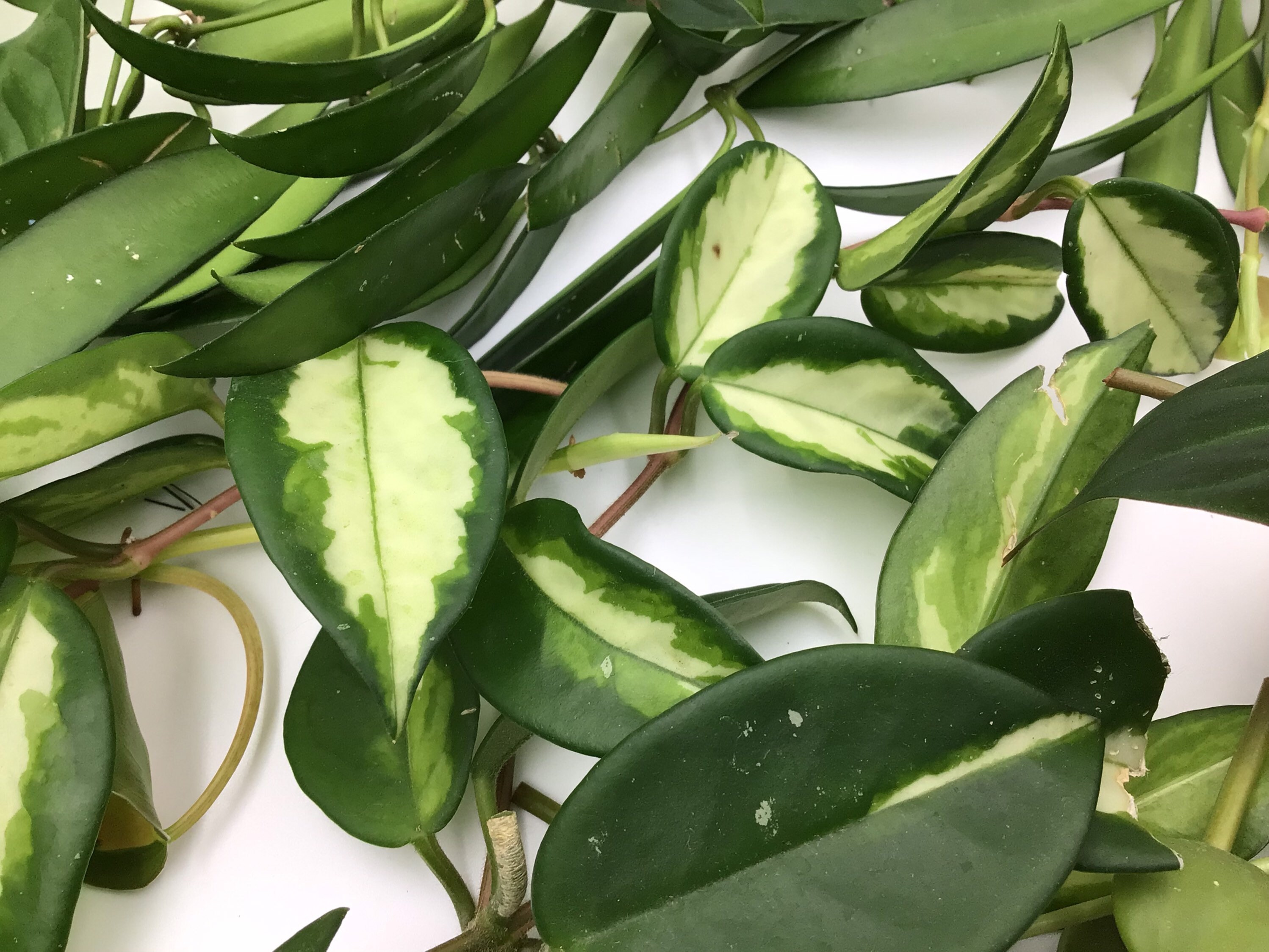 Mystery House Plant Cutting Bundle: Nodes & Cuttings - Ideal Gift for ...