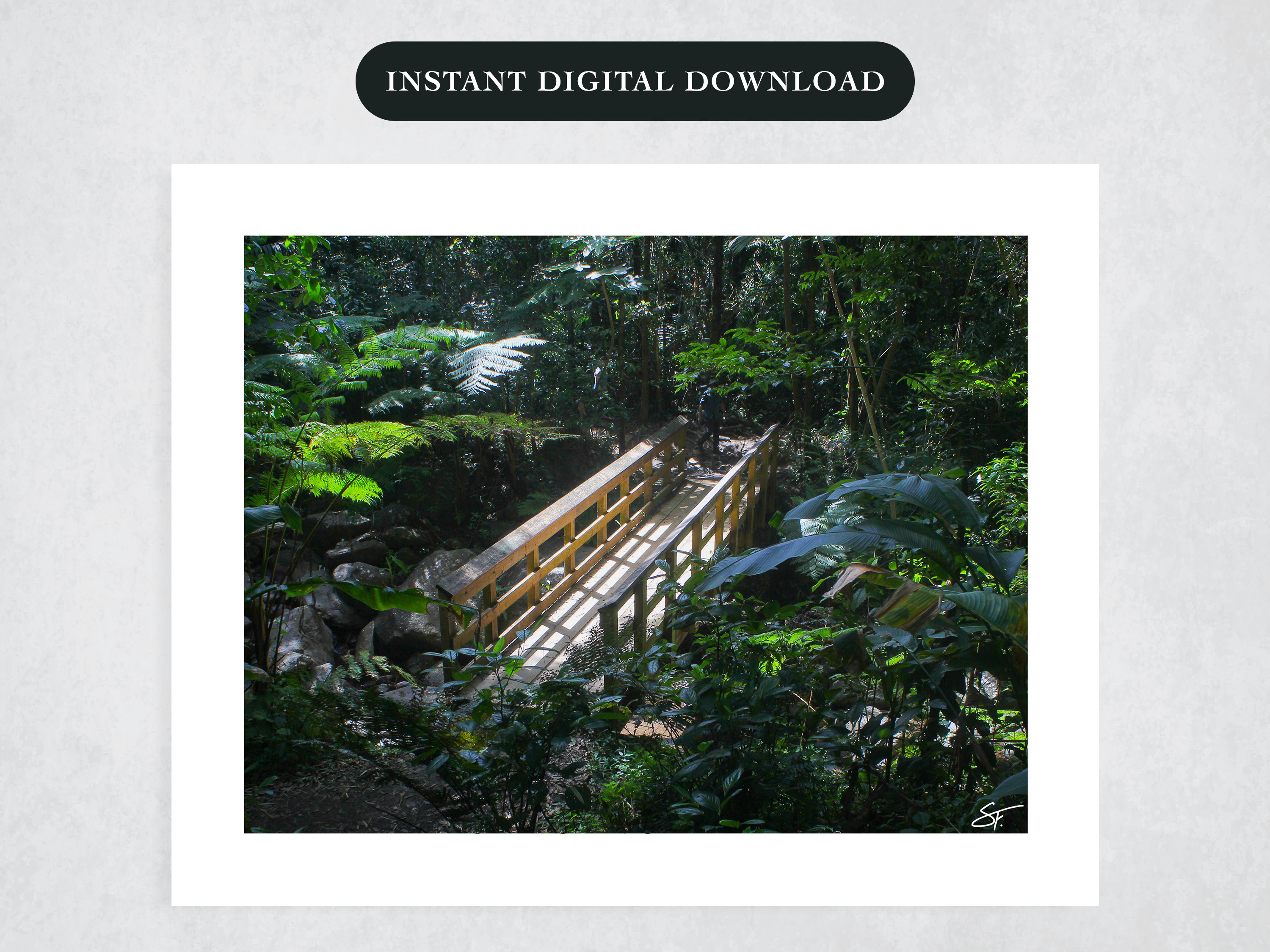 El Yunque National Park, Puerto Rico - Rainforest Bridge Poster, Wall ...