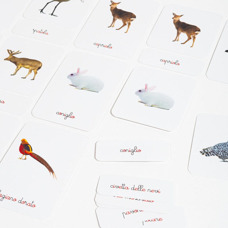 Montessori Printables: Animals of Europe Montessori - Etsy