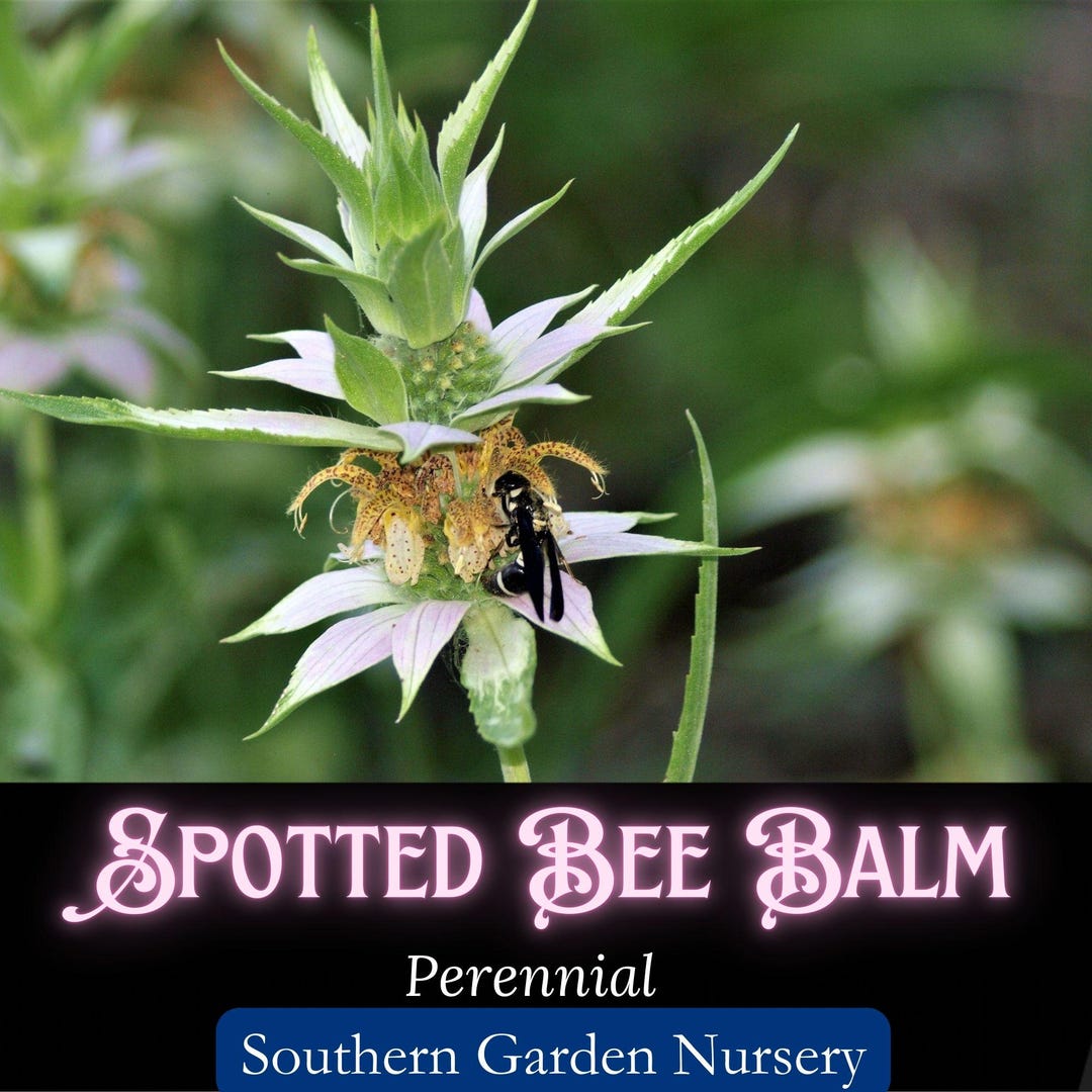 Spotted Bee Balm Seeds, Heirloom Monarda Punctata, Native Wildflower - Etsy