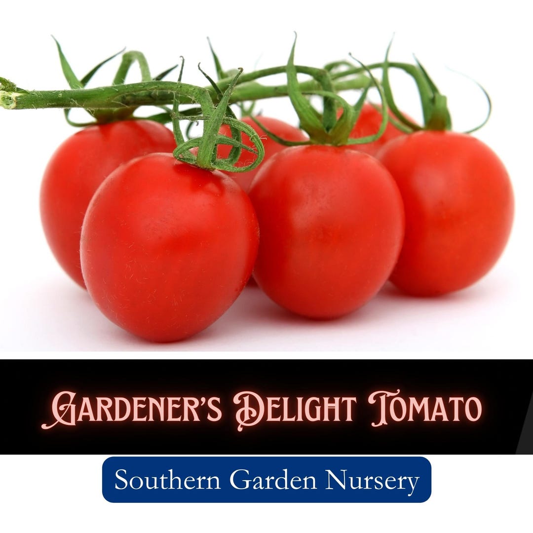 Gardener's Delight Heirloom Tomato Seeds, Non-gmo Tomato Seed Packets ...