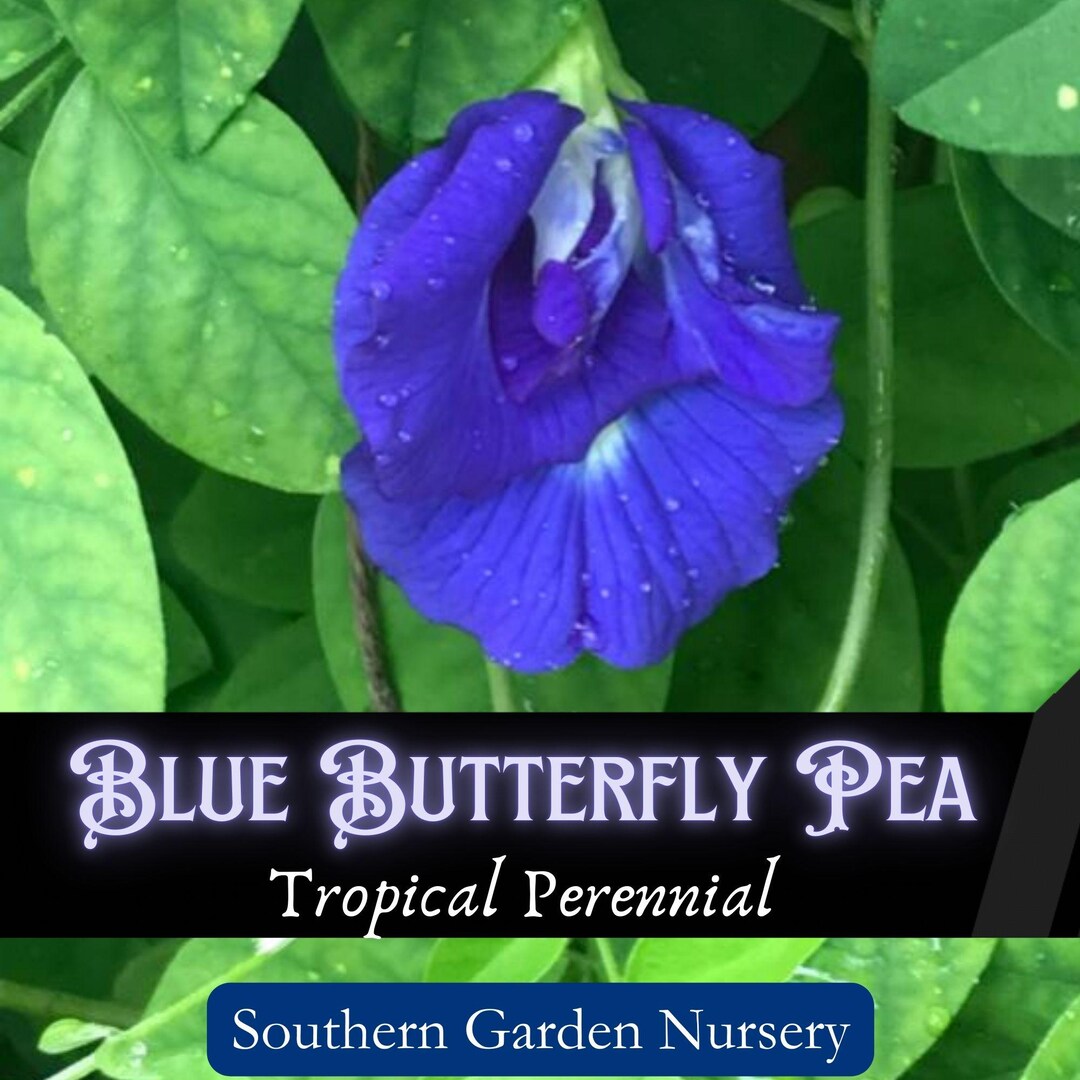 Blue Butterfly Pea Live Plants, Clitoria Ternatea, Vining Flowers ...