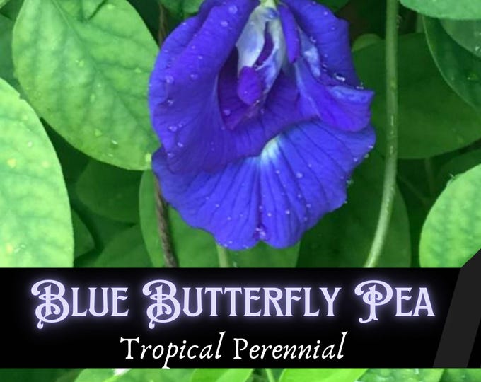 Blue Butterfly Pea Live Plants, Clitoria Ternatea, Vining Flowers ...