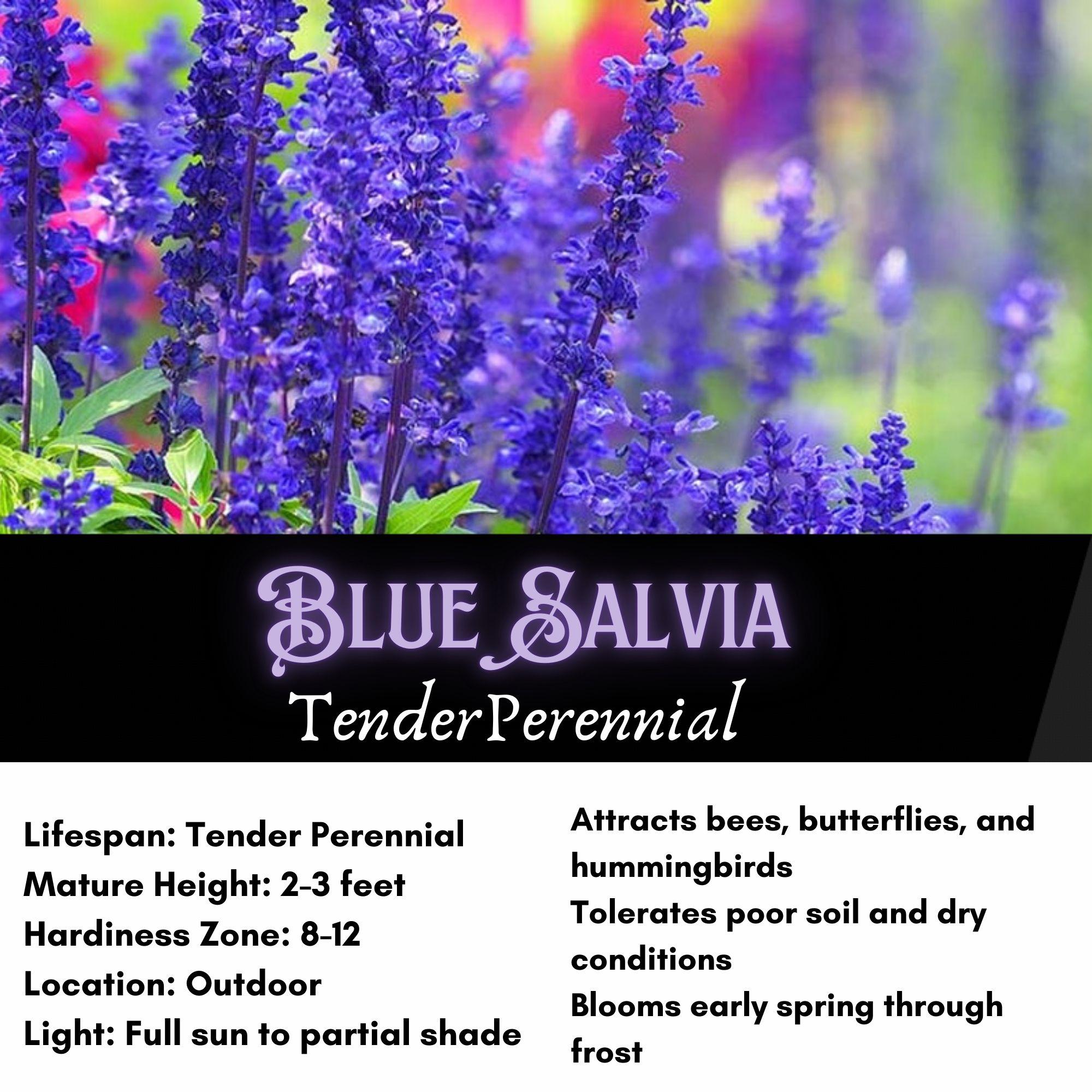 Blue Salvia Seeds, Blue Sage, Native Wildflower, Hummingbird ...
