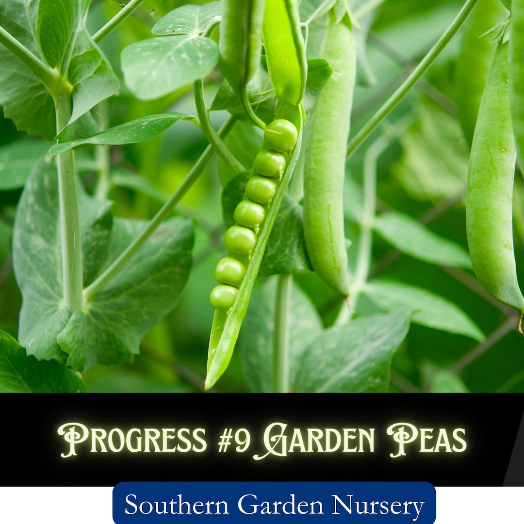 Progress #9 Garden Peas Seeds, Shelling Peas, Cool-season Heirloom Open ...