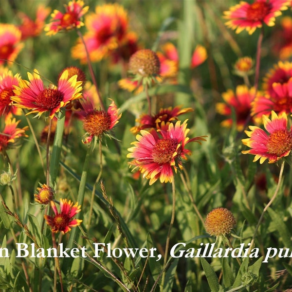 Indian Blanket - Etsy