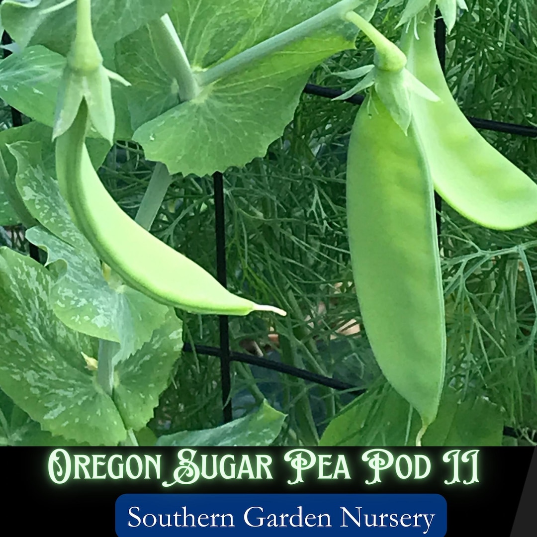 Oregon Sugar Pod Snow Peas II, Heirloom Snow Pea Seeds, Cool-season ...