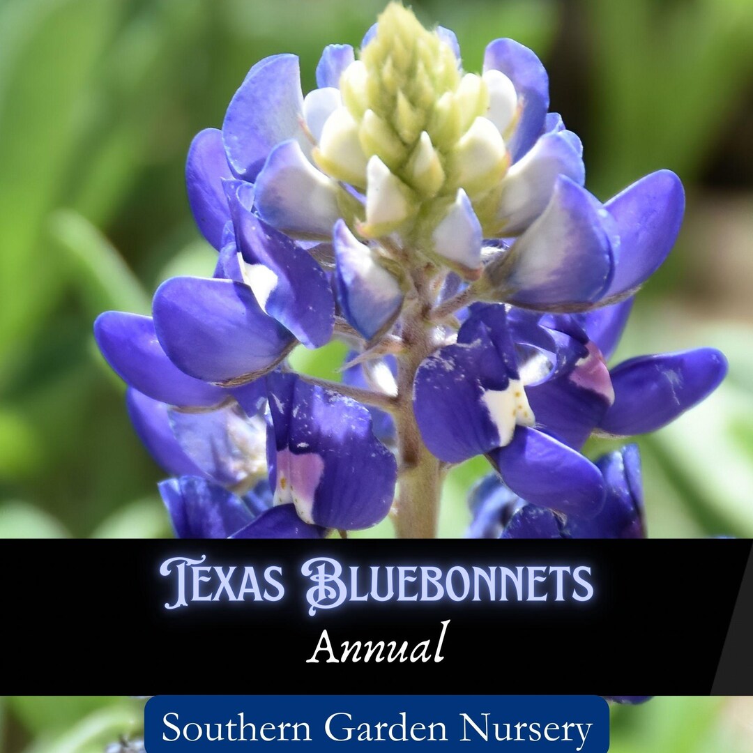 Texas Bluebonnet Seeds, Annual Native Wildflower, Pollinator Plant ...