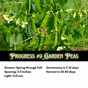 Progress #9 Garden Peas Seeds, Shelling Peas, Cool-season Heirloom Open ...