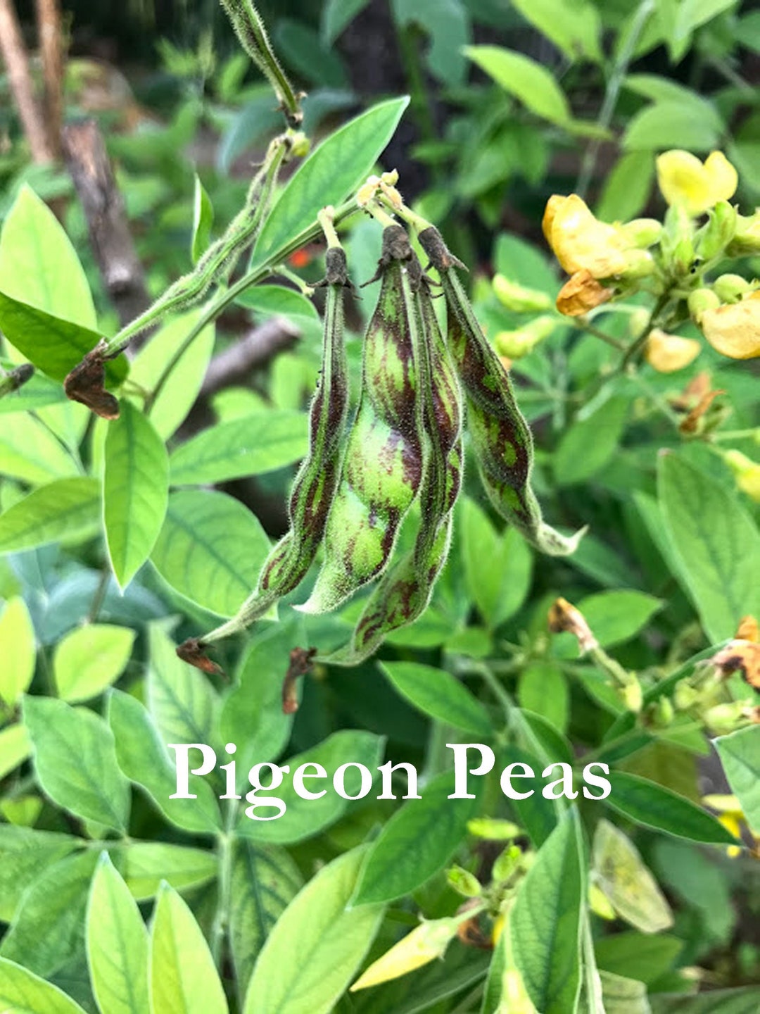Pigeon Pea Seeds, Cajanus Cajun, Southern Permaculture Plant Seeds ...
