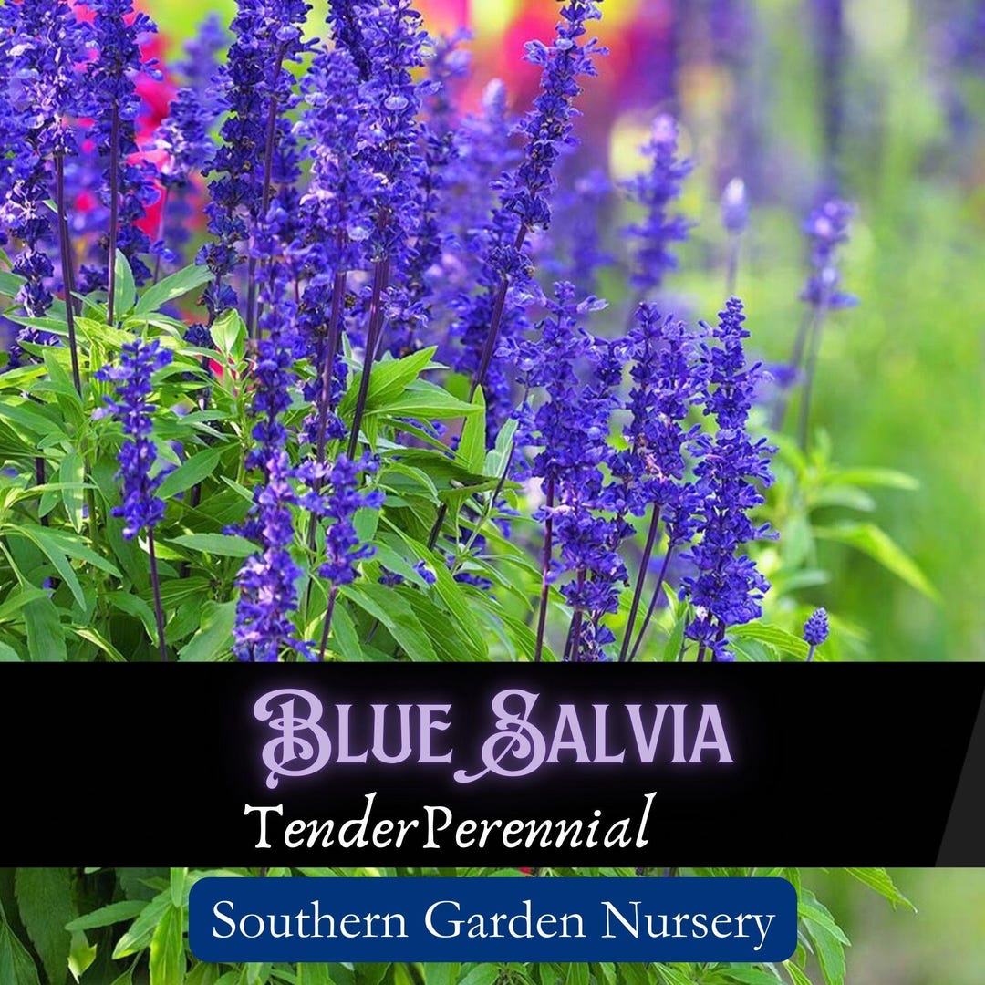 Blue Salvia, Blue Salvia Perennial Seeds, Blue Sage Seeds: Salvia ...