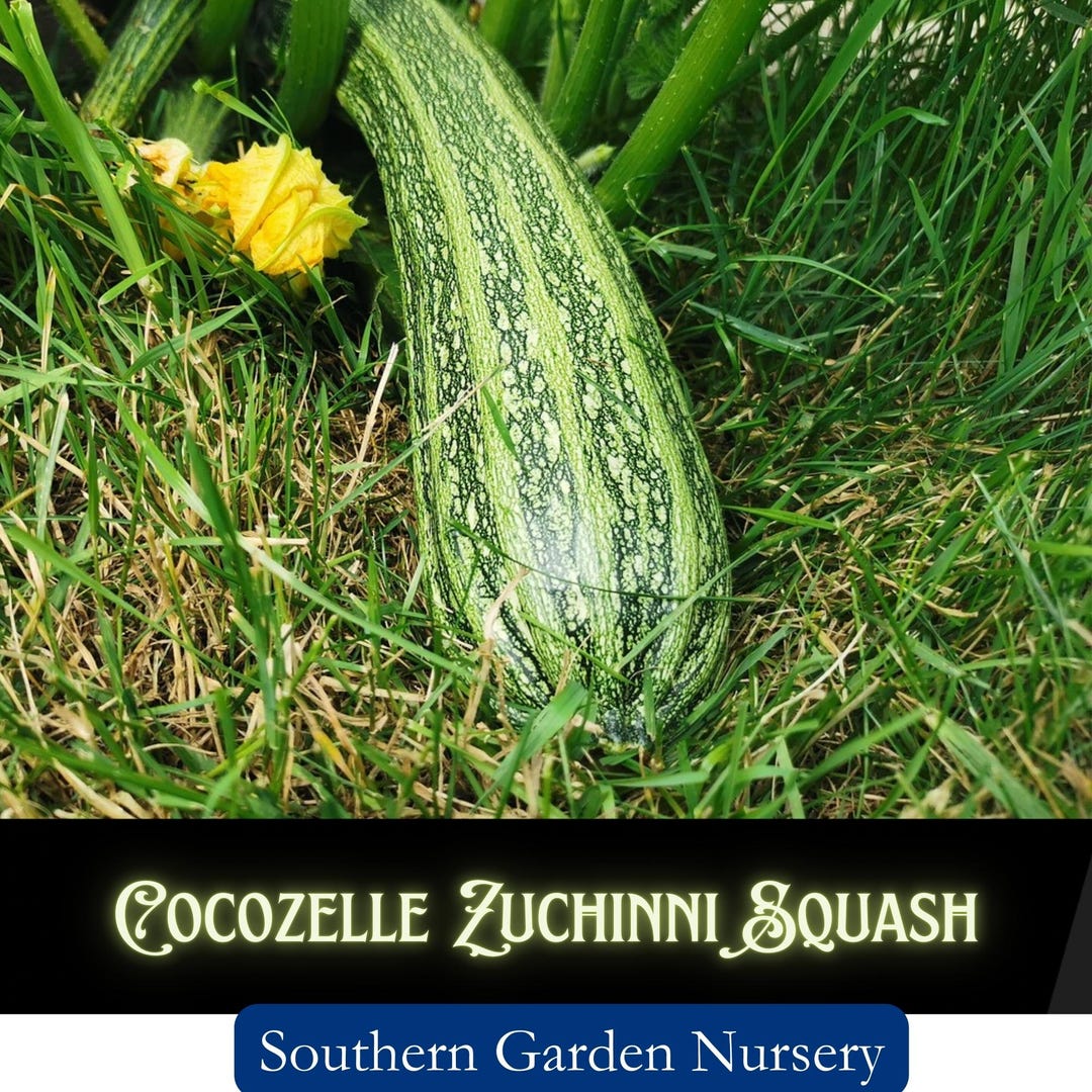 Cocozelle Zucchini Squash Seeds: Heat-tolerant Heirloom Open-pollinated ...