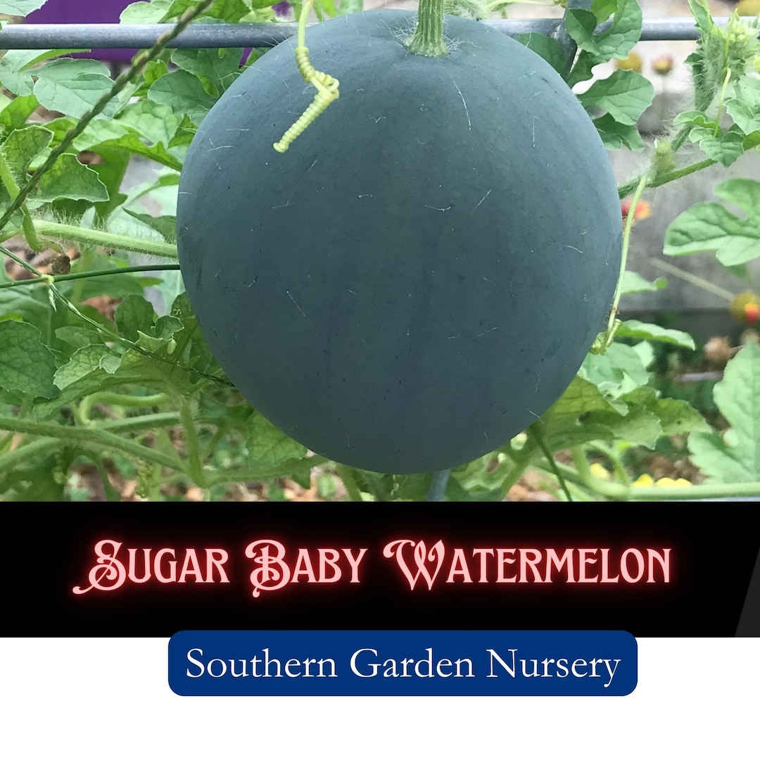 Sugar Baby Watermelon Seeds: Heirloom, Heat Tolerant, Mini Melon, Non ...