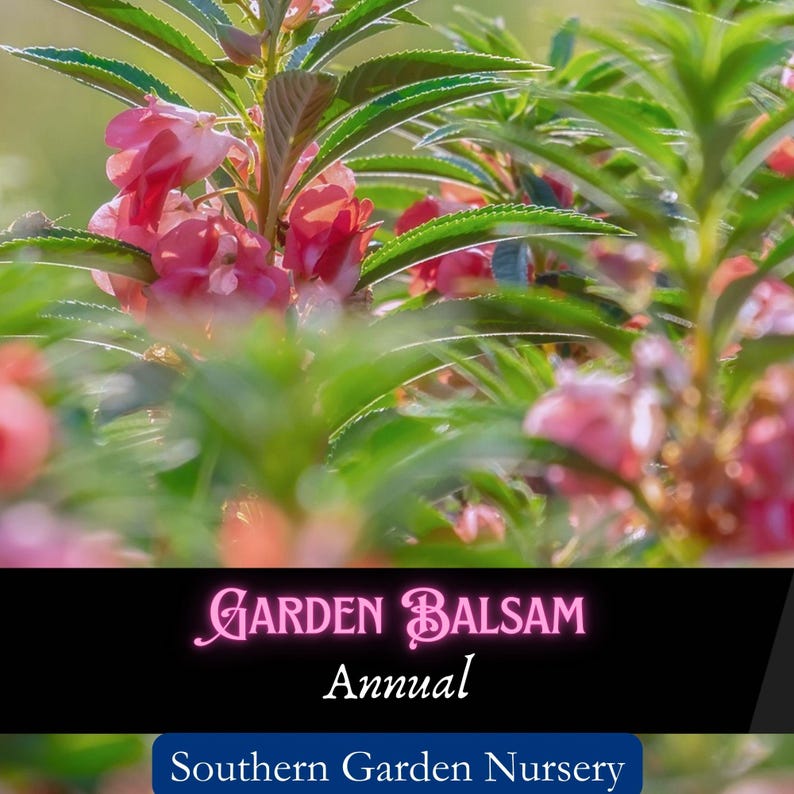 Garden Balsam Seeds, Heirloom Touch-me-not Flower Seeds, Non-gmo - Etsy