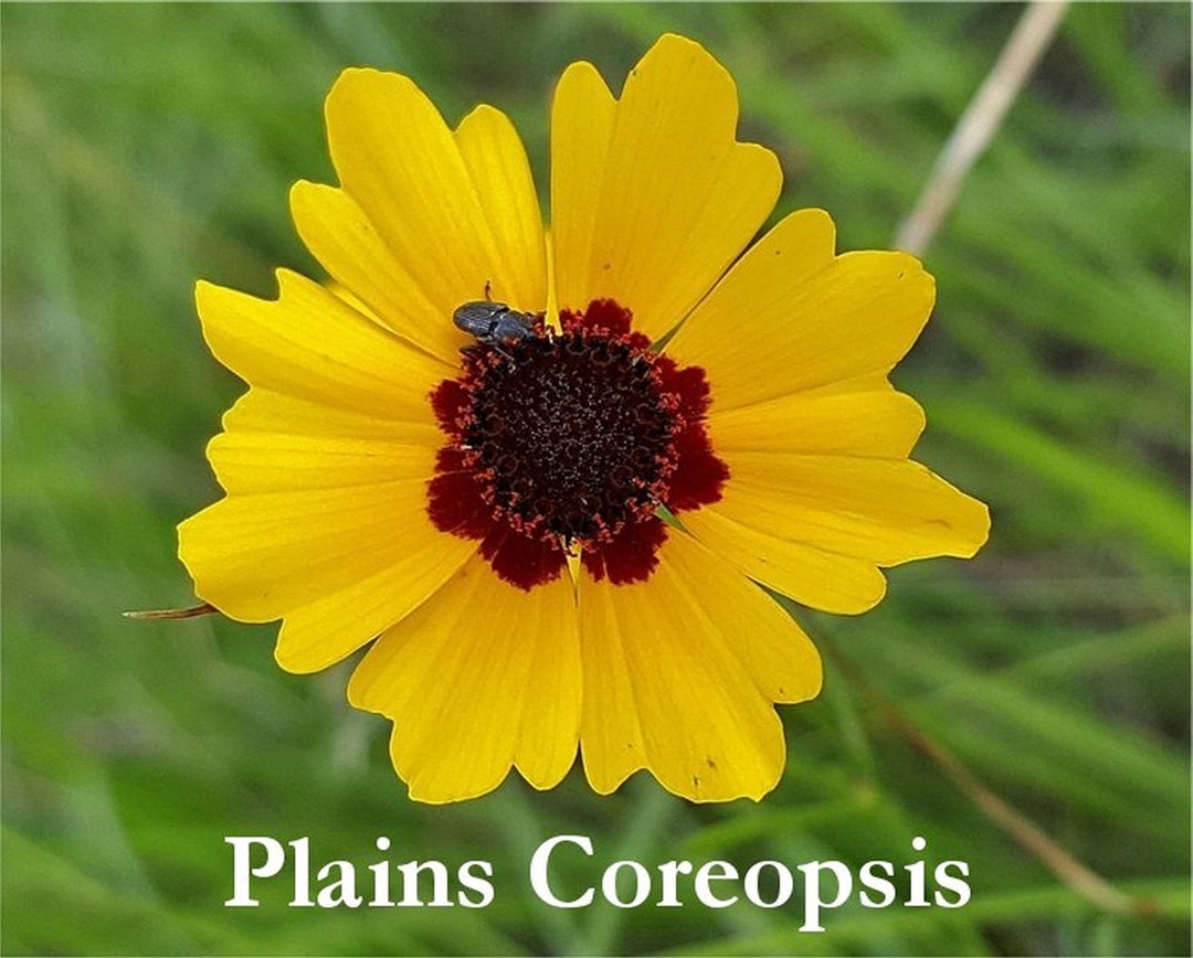 Plains Coreopsis Seeds, Pollinator Plant, Native Wildflower, Bee ...
