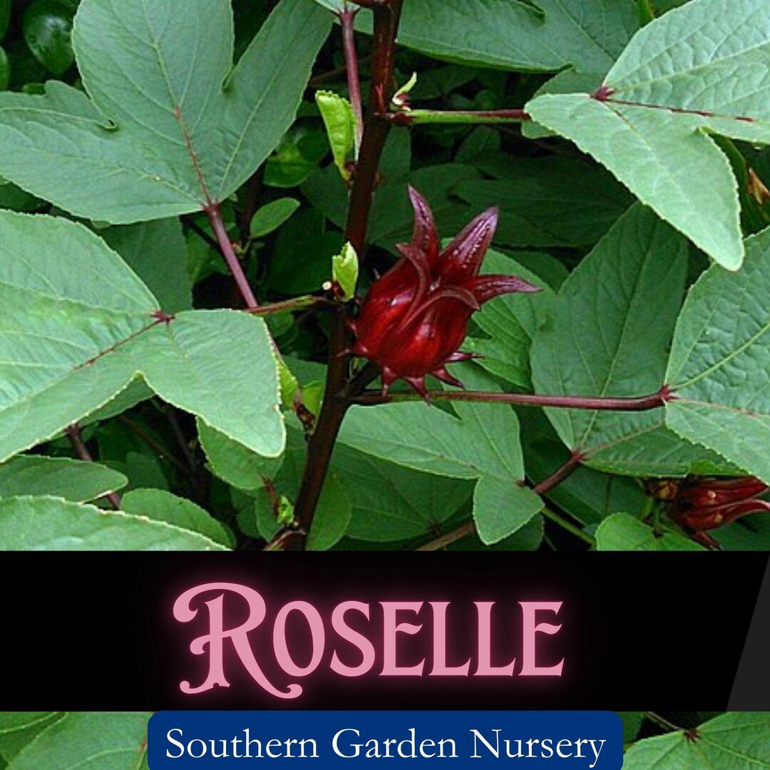 Roselle Seeds: Heirloom Edible Hibiscus, Florida Cranberry, Jamaican ...