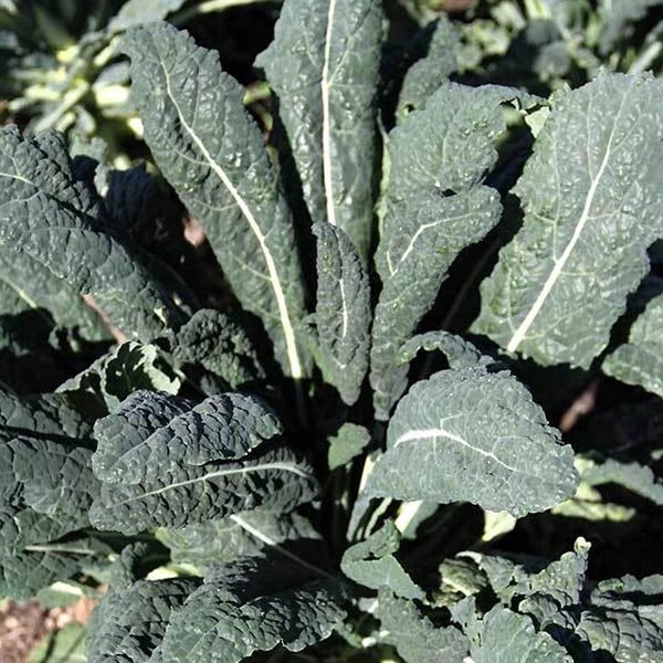 Kale Seeds - Etsy