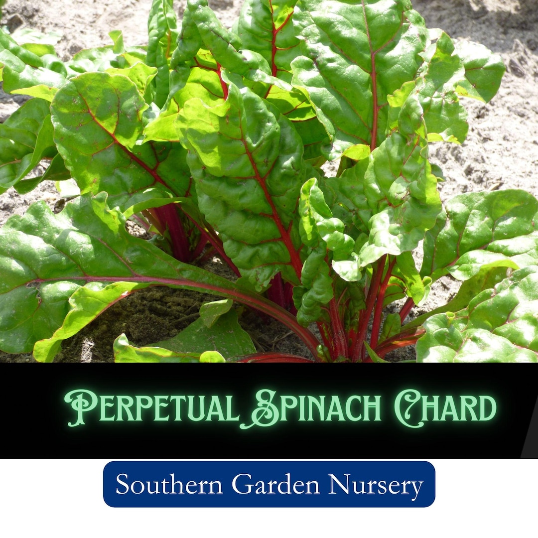 Perpetual Spinach Chard Seeds, Garden Greens, Cut & Come Again Heirloom ...
