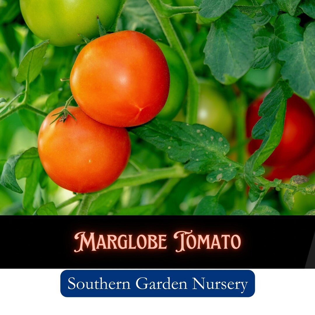 Marglobe Tomato Seeds: Heirloom, Open-pollinated Bush Variety - Etsy