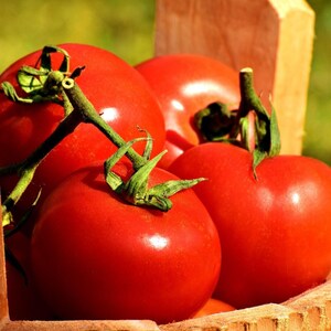 Floradade Tomato Seeds, Hot Climate Heat Resistant Heirloom Vegetable ...