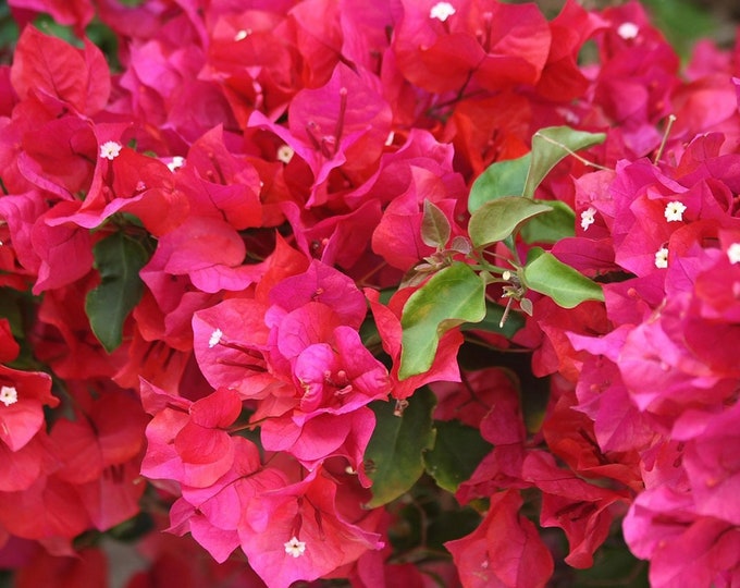 Two 2 Red Bougainvillea Plant Starts, Well-rooted Starters 4-inch Pots ...