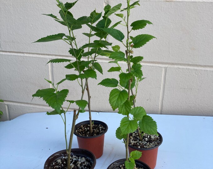 Dwarf Everbearing Black Mulberry Starter Plants, Fruit Tree, Berry ...