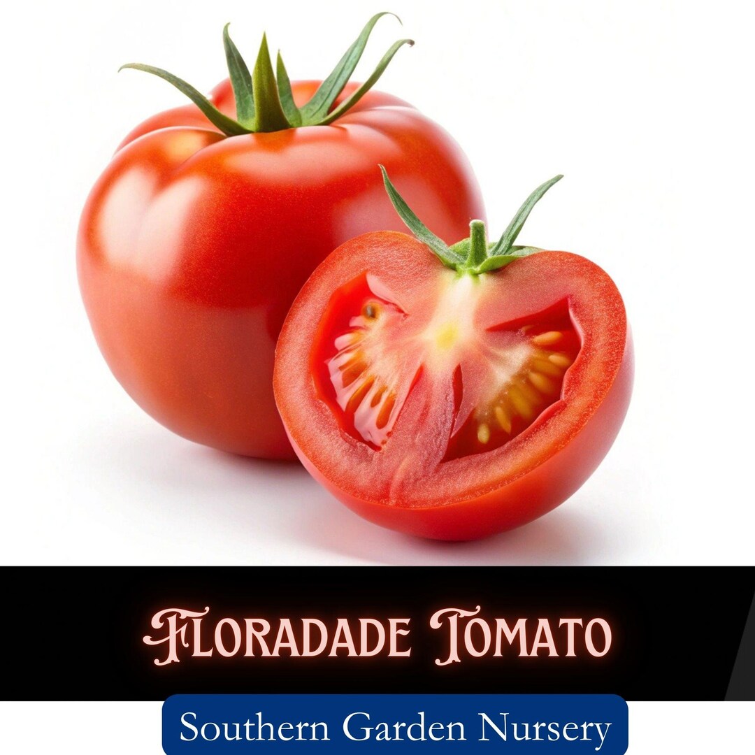 Floradade Tomato Seeds, Hot Climate Heat Resistant Heirloom Vegetable ...