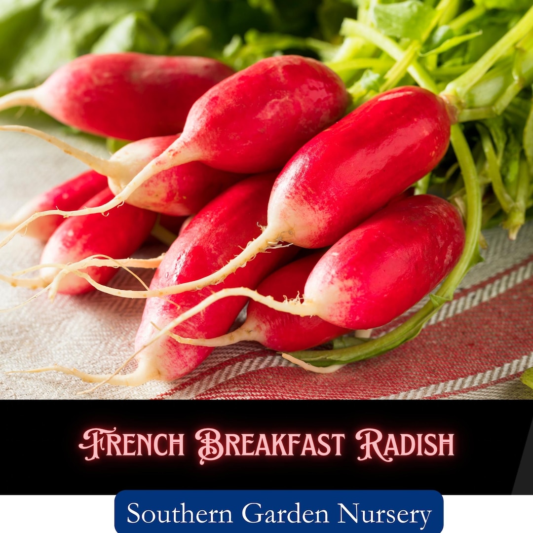 French Breakfast Radish Seeds: Heirloom, Fast Growing - Etsy