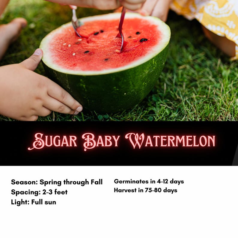 Sugar Baby Watermelon Seeds: Heirloom, Heat Tolerant, Mini Melon, Non ...