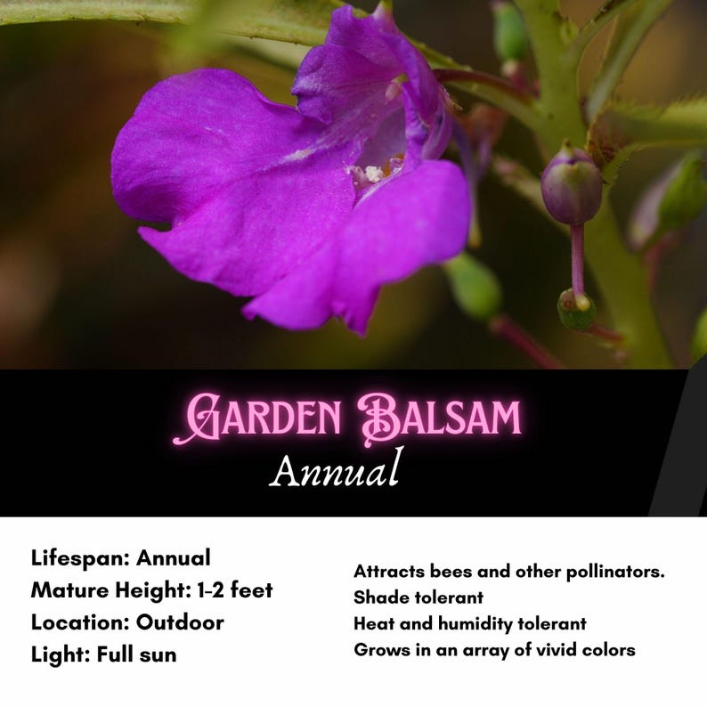 Garden Balsam Seeds, Heirloom Touch-me-not Flower Seeds, Non-gmo - Etsy