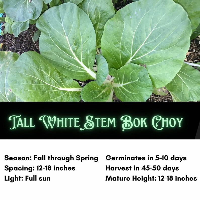 Tall White Stem Bok Choy Seeds: Pak Choi, Asian Cabbage, Open ...