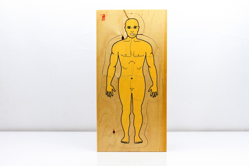 Human Body Layers Wooden Puzzle | Early Educational Human Body Biology ...
