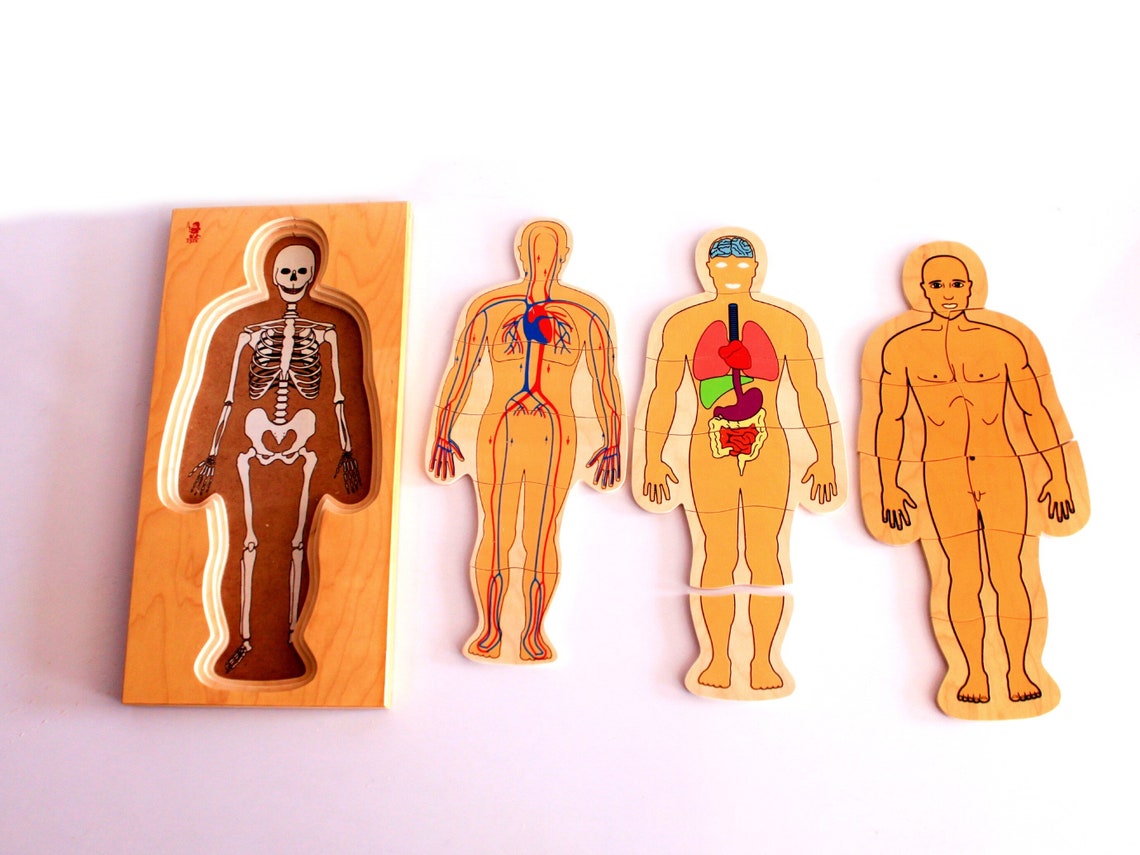 Human Body Layers Wooden Puzzle Early Educational Human Body Biology ...