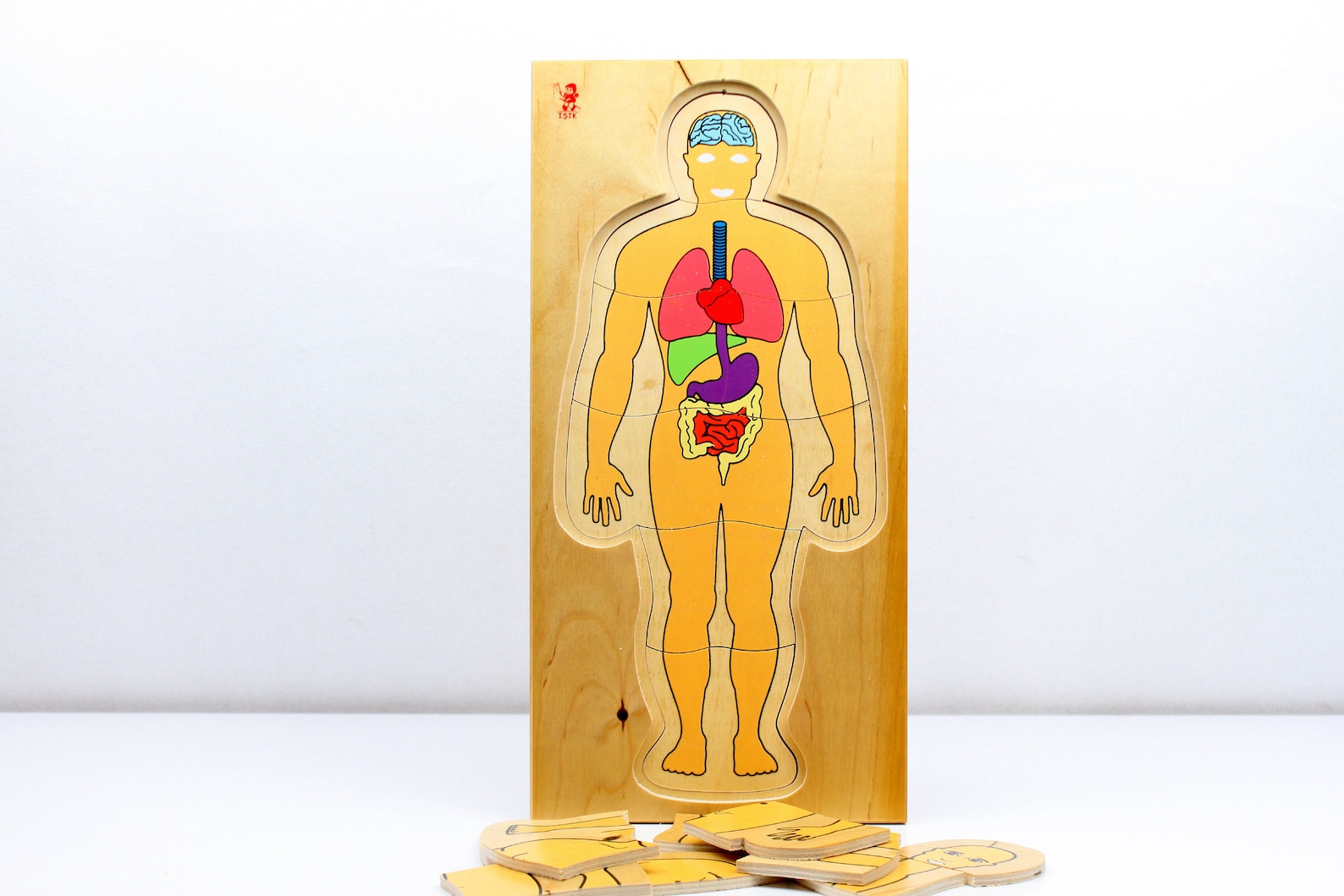 Human Body Layers Wooden Puzzle Early Educational Human Body Biology ...
