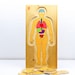 Human Body Layers Wooden Puzzle Early Educational Human Body Biology ...