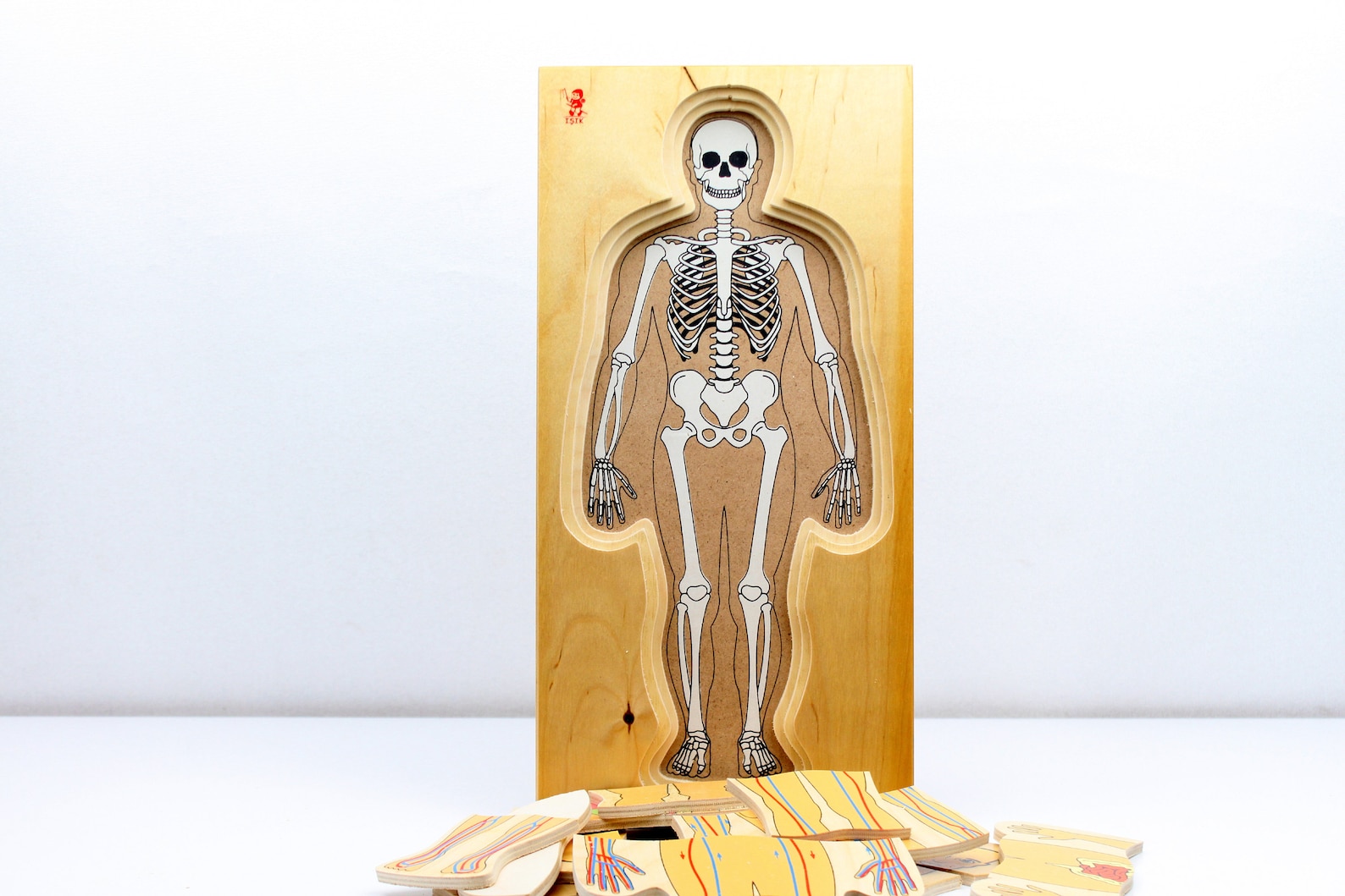 Human Body Layers Wooden Puzzle Early Educational Human Body Biology ...