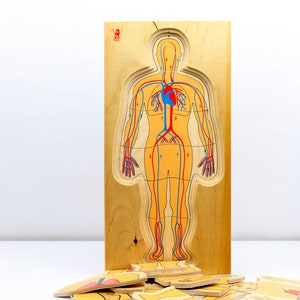 Human Body Layers Wooden Puzzle | Early Educational Human Body Biology ...
