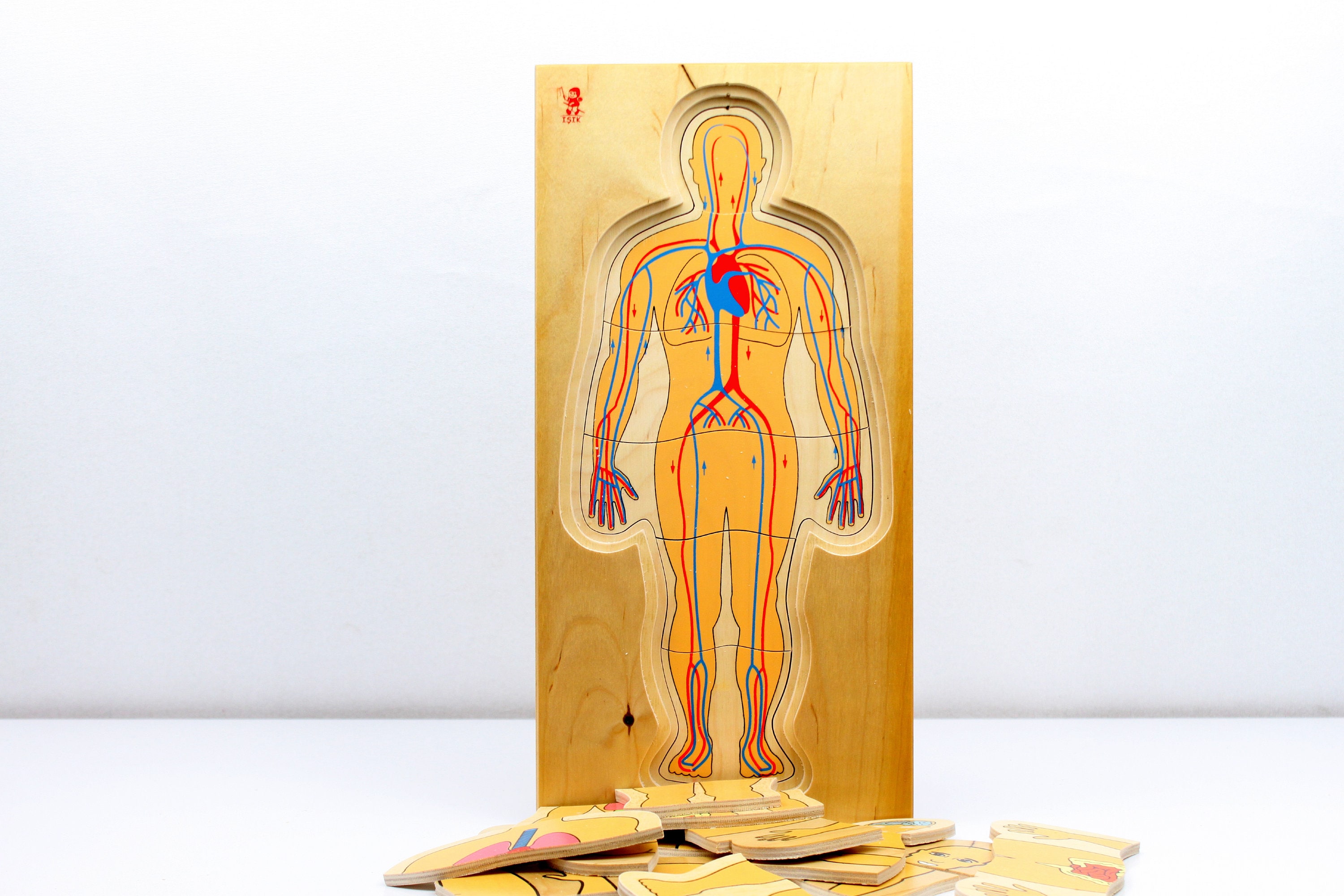 Human Body Layers Wooden Puzzle Early Educational Human Body Biology ...