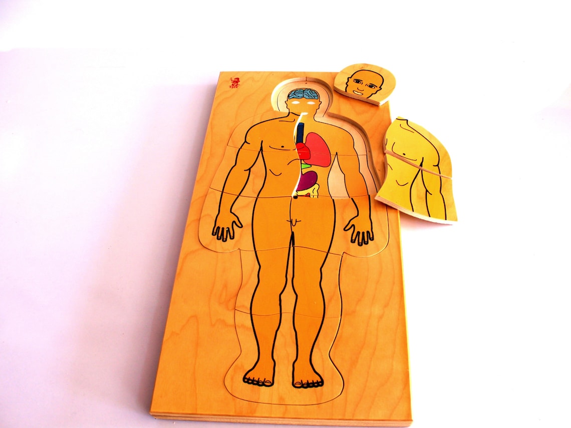 Human Body Layers Wooden Puzzle Early Educational Human Body Biology ...
