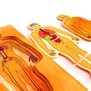 Human Body Layers Wooden Puzzle | Early Educational Human Body Biology ...
