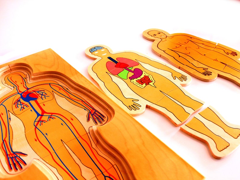 Human Body Layers Wooden Puzzle | Early Educational Human Body Biology ...