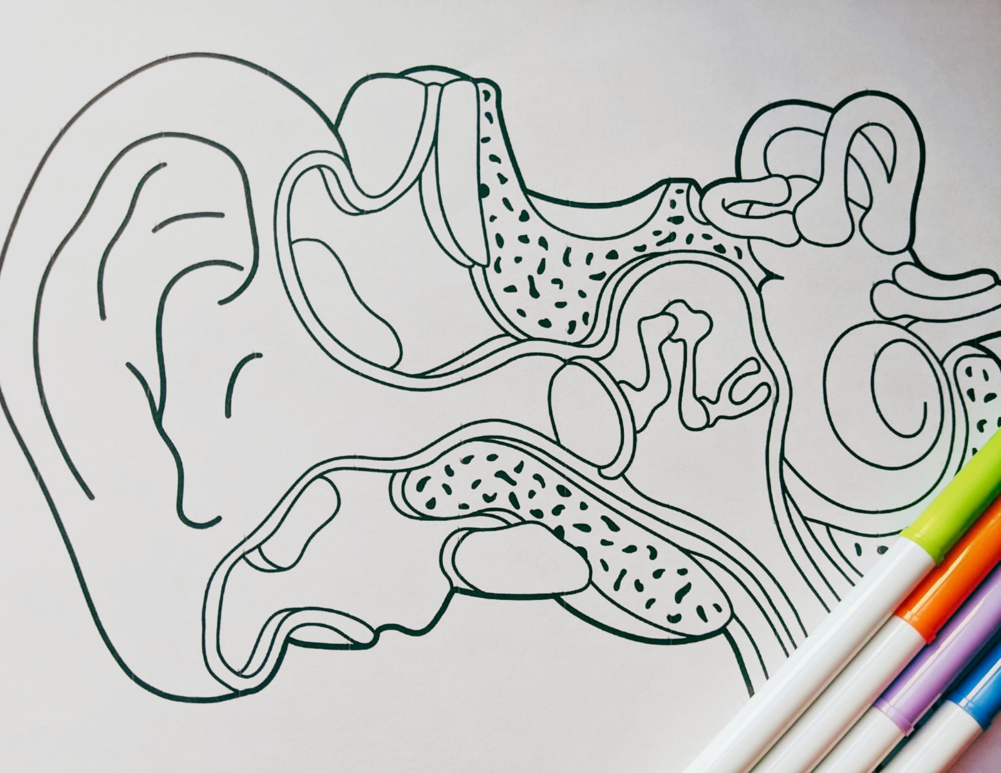 Anatomy Of The Ear Coloring