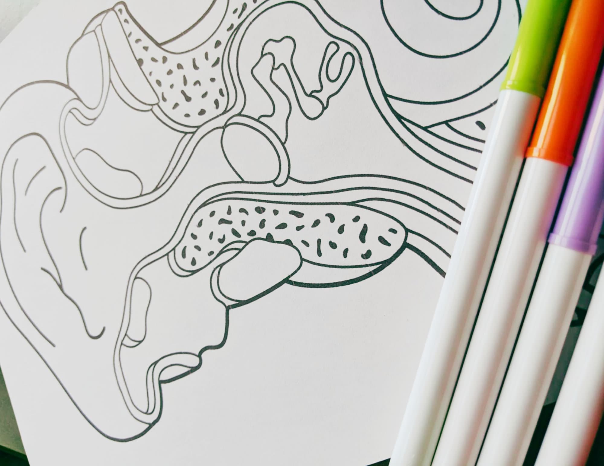 Ear Anatomy Coloring Page at Virginia Ertel blog