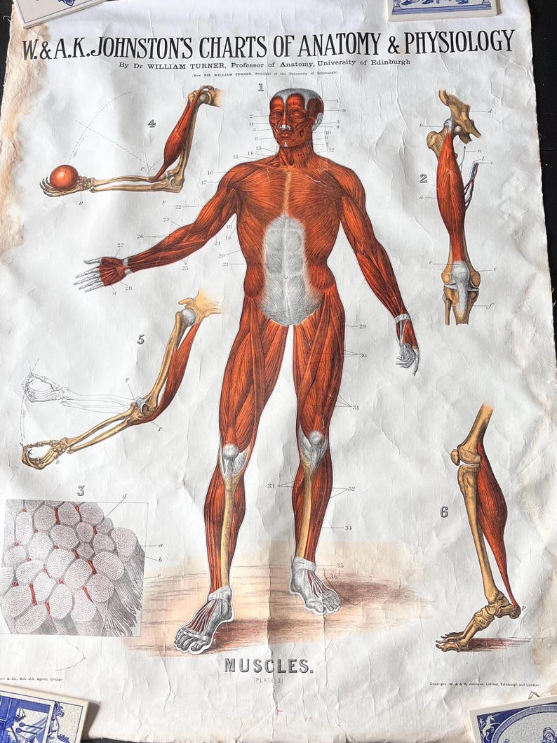 Original Johnston’s Charts of Anatomy and Physiology by Sir William ...